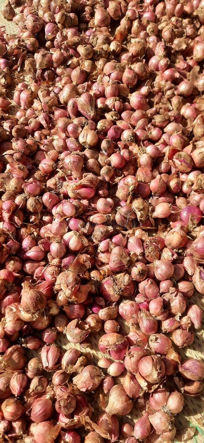 Drying Onion with Sun in Yogyakarta Stock Image - Image of yogyakarta ...