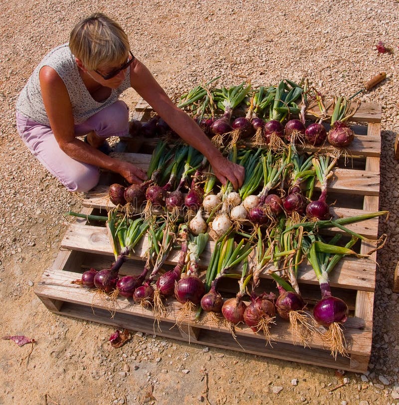 Drying onions 3 stock image. Image of crop, horticulture - 16067475