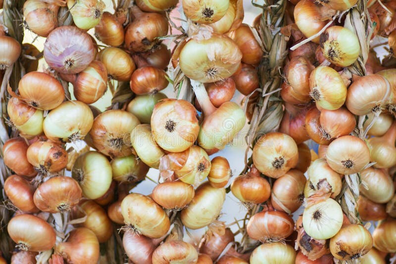 Drying onions stock photo. Image of outdoor, food, background - 37551208
