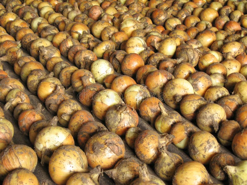 Drying onions stock photo. Image of gardening, farm, ingredients - 6276736