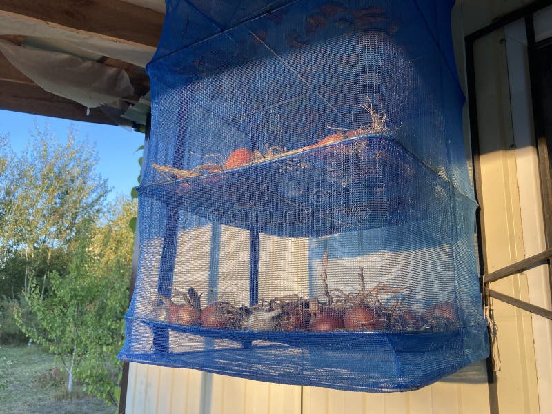 Drying Onions in a Storage Net Stock Photo - Image of healthy, onion ...
