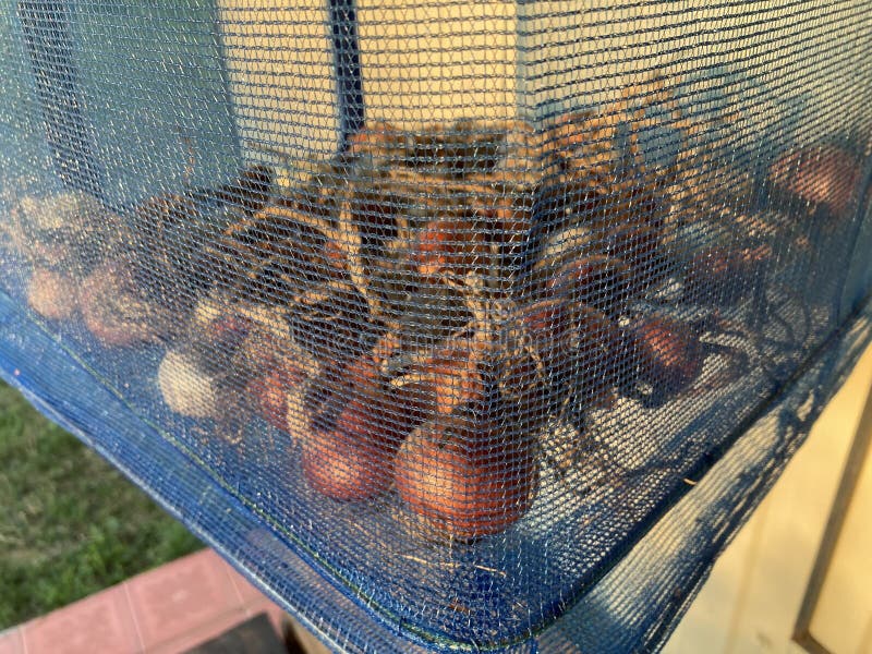 Drying Onions in a Storage Net Stock Photo - Image of netting ...