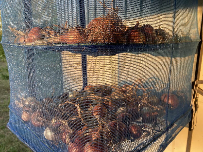 Drying Onions in a Storage Net Stock Photo - Image of closeup ...