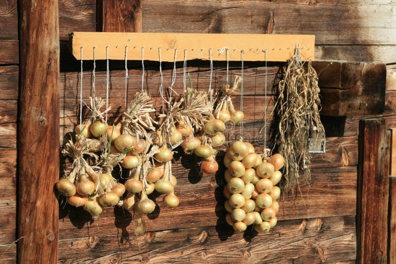 Drying onions in the sun stock image. Image of hiking - 12042815