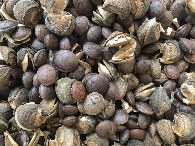 Drying Organic Sacha Inchi Peanut at Outdoor Park. Stock Image - Image ...