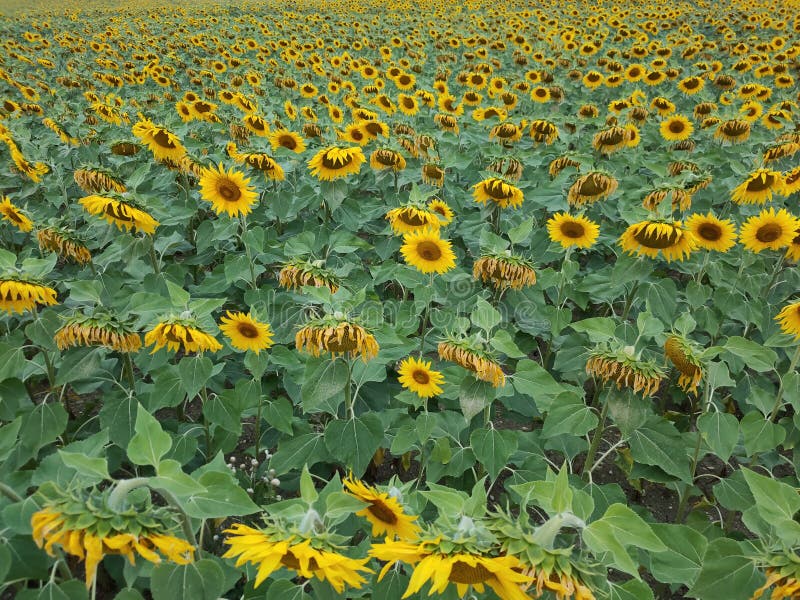 Drying Out of Sunflower Fields Requiring Watering Stock Image - Image ...