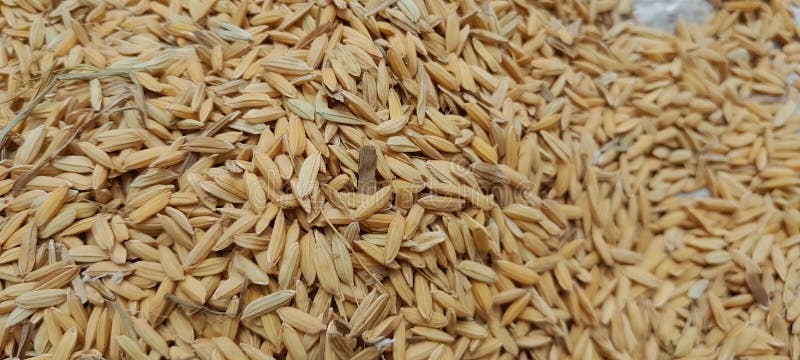 Drying the Paddy before it is Processed into White Rice Stock Photo ...
