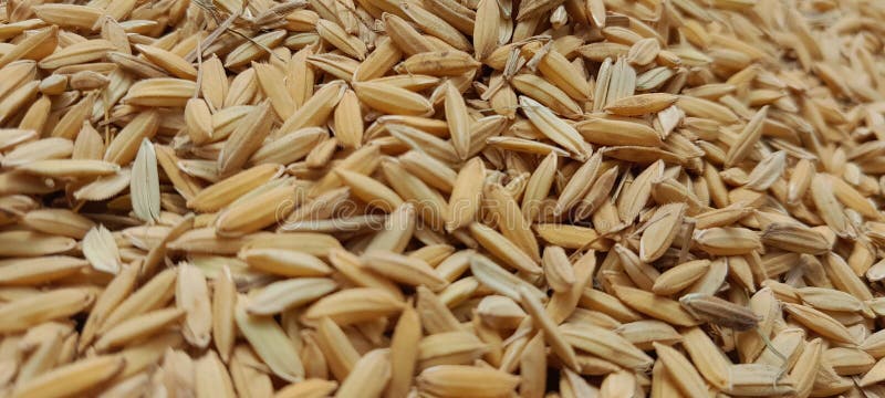 Drying the Paddy before it is Processed into White Rice Stock Photo ...