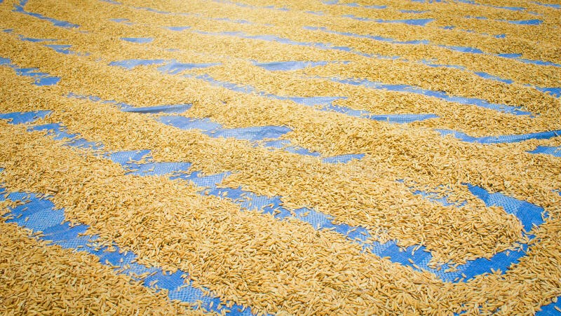 Drying paddy or rice grain stock photo. Image of husk - 73571840