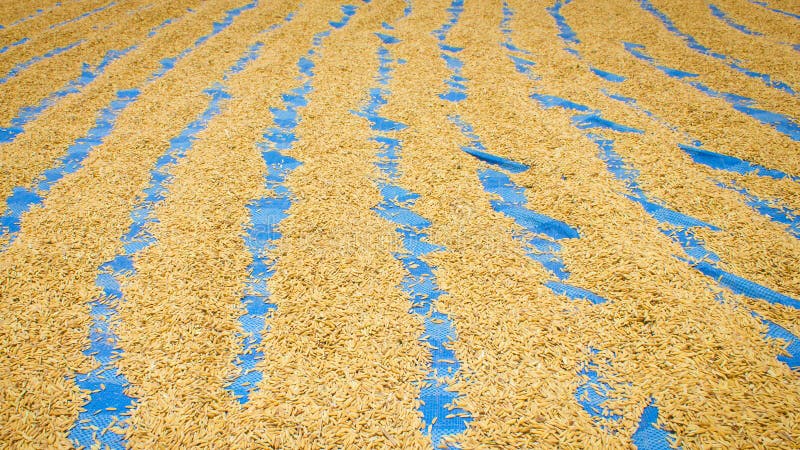 Drying paddy stock image. Image of plant, yellow, gold - 73946585