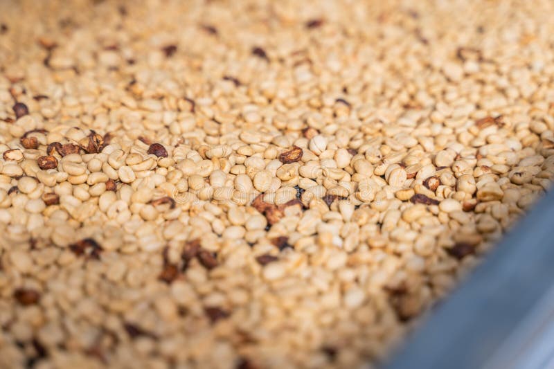 Drying Parchment Coffee Beans in the Sun Stock Image - Image of coffee ...