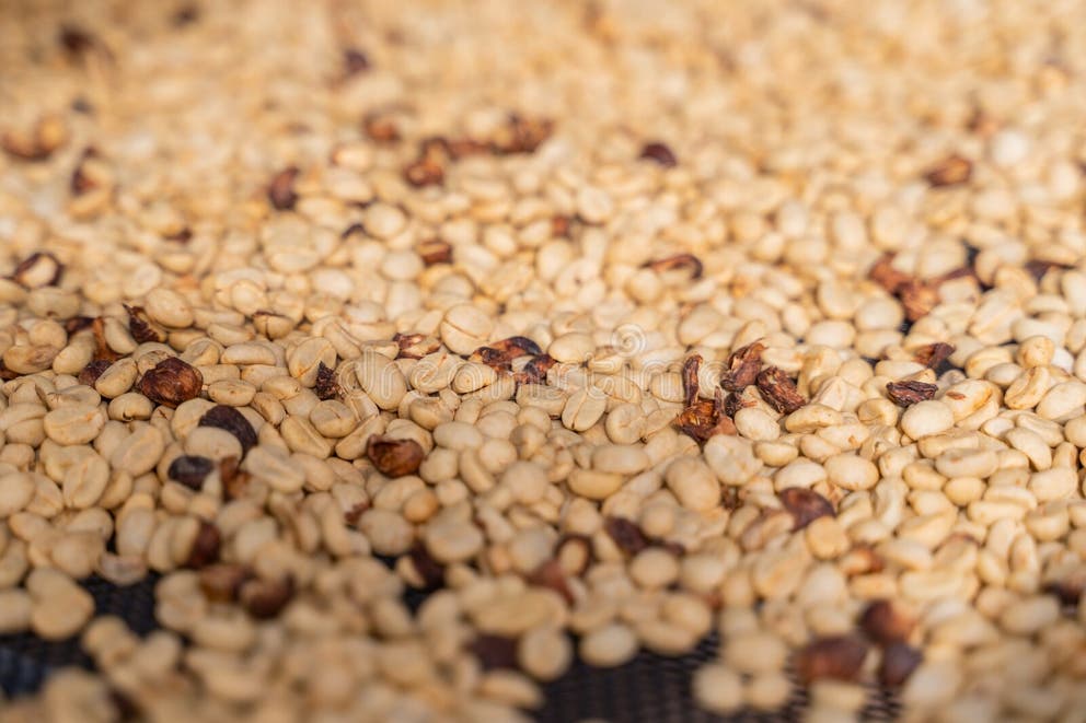 Drying Parchment Coffee Beans in the Sun Stock Photo - Image of dried ...