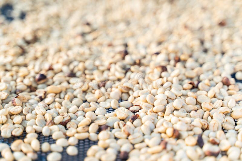 Drying Parchment Coffee Beans in the Sun Stock Image - Image of ...