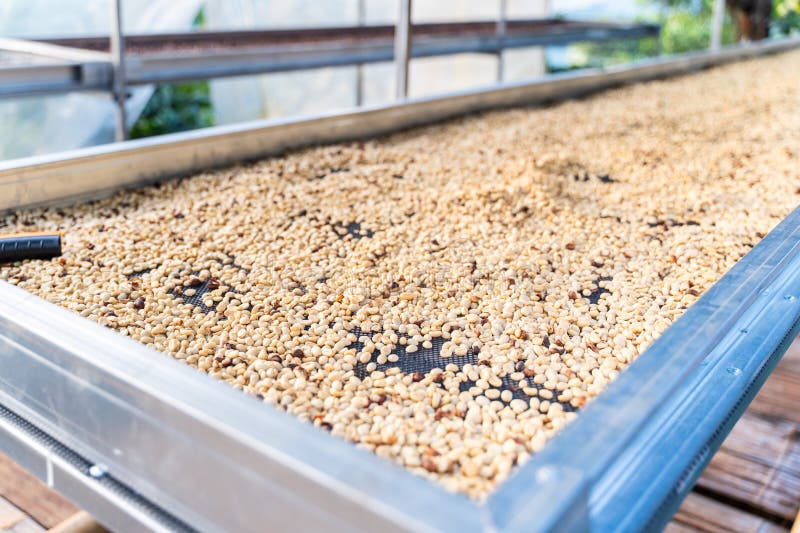 Drying Parchment Coffee Beans in the Sun Stock Image - Image of ...