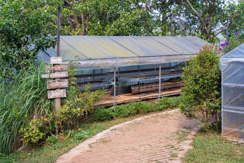 Drying Parchment Coffee Beans in the Sun Stock Image - Image of process ...