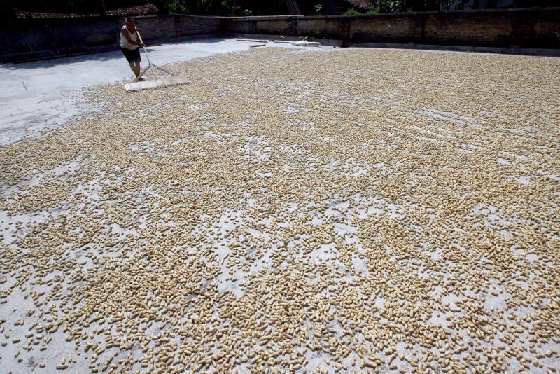 Drying the peanuts stock photo. Image of seed, harvesting - 6423606
