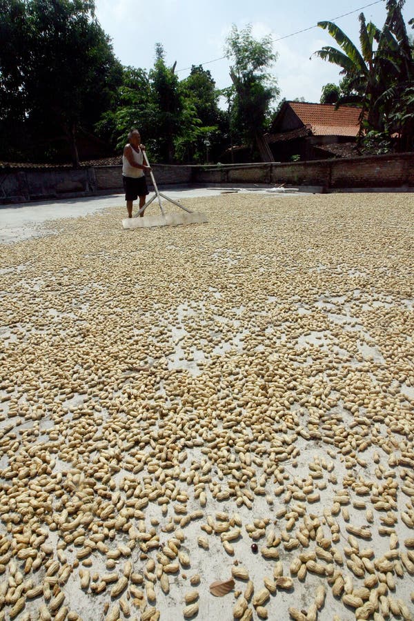 Drying the peanuts stock photo. Image of seed, harvesting - 6423606