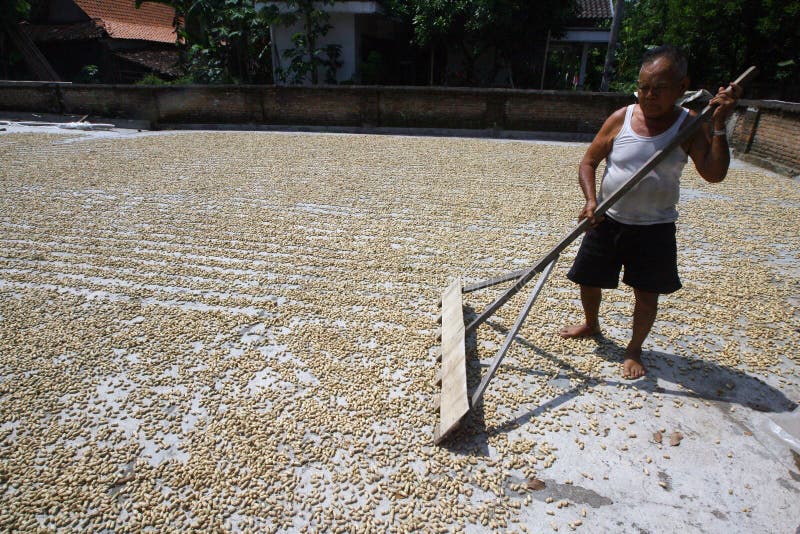 Drying the peanuts stock photo. Image of seed, harvesting - 6423606