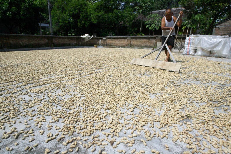 Drying the peanuts stock photo. Image of seed, harvesting - 6423606