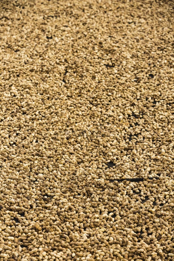 Drying peanuts stock image. Image of peace, seongsan - 61965963
