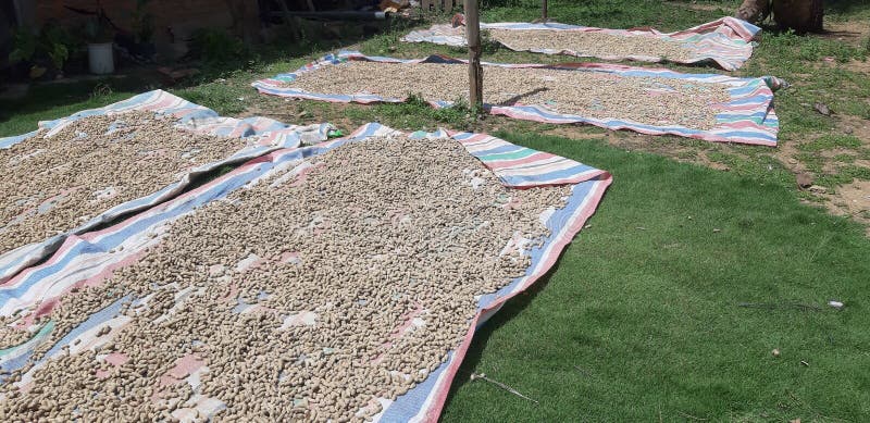 Drying Peanuts Under the Sun Stock Photo - Image of drying, peanuts ...