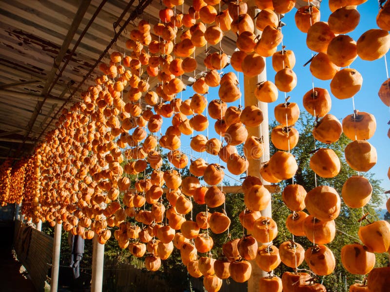 Drying Persimmons Under the Sunlight Stock Image - Image of outdoors ...