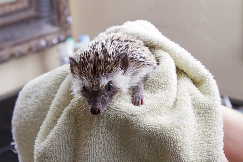 Drying a pet hedgehog off stock photo. Image of home - 94343368