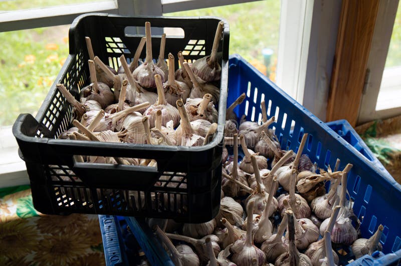 Drying Picked and Cleaned Garlic Bulbs for Winter in Plastic Box. Stock ...