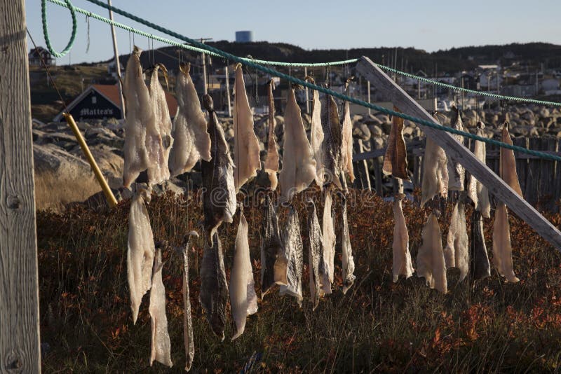 Drying Pieces of Salt Cod in Bonavista, NL, Canada Stock Image - Image ...
