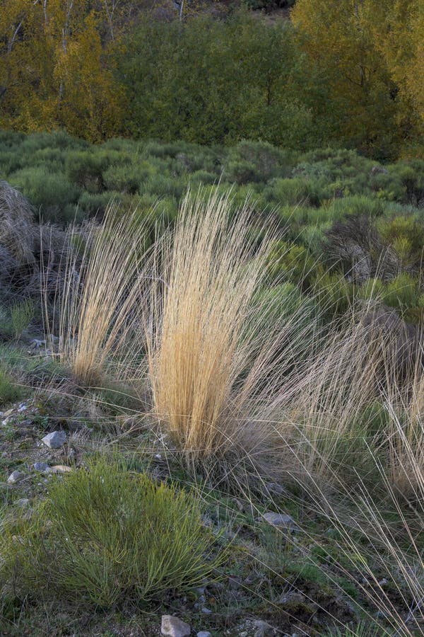 Drying Plant To Extract Esparto Grass for Vertical Craft Work Stock ...