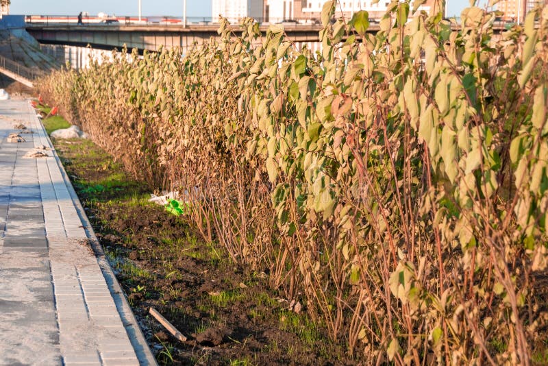 Drying Plants Planted during the Reconstruction and Improvement of the ...