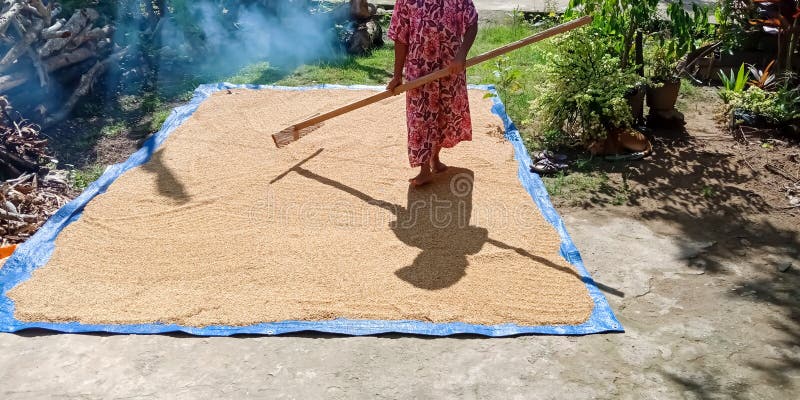 Drying Process Milling Rice Stock Photos - Free & Royalty-Free Stock ...