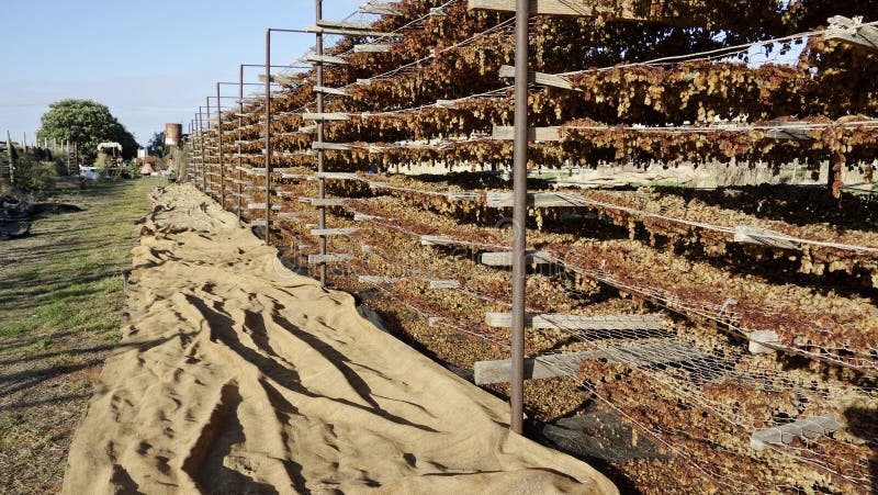 Rack of Drying Grapes. stock photo. Image of agriculture - 38185792