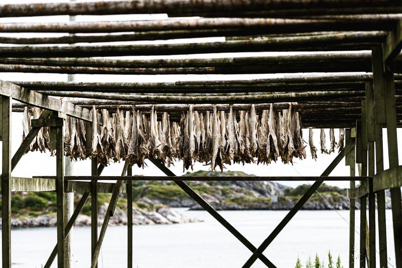 Drying Racks with Stock Fish Stock Photo - Image of rrfisk, outdoor ...