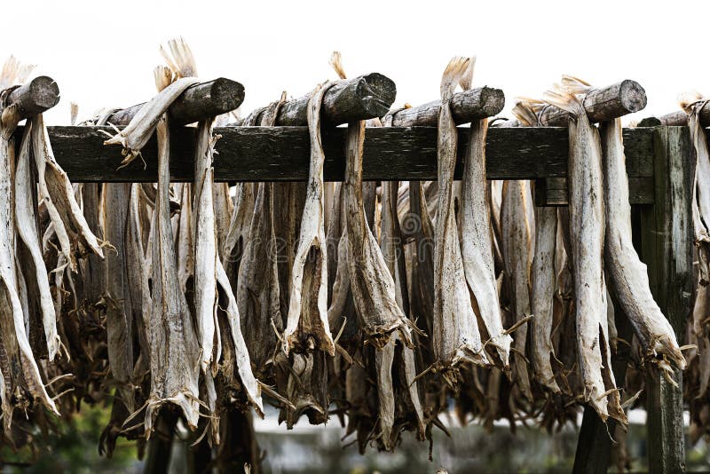 Drying Racks with Stock Fish Stock Photo - Image of fisherman, wooden ...