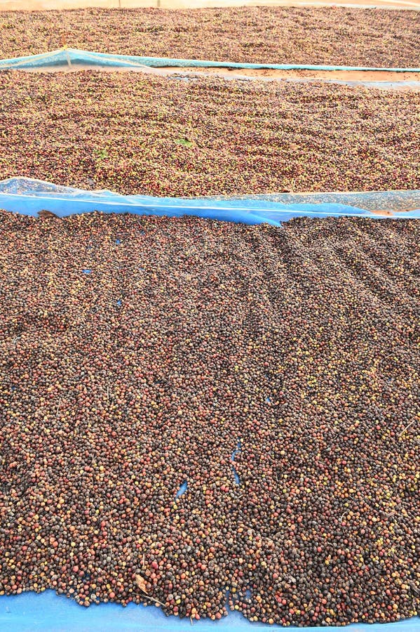 Drying Red Berries Coffee in the Sun Stock Image - Image of berries ...