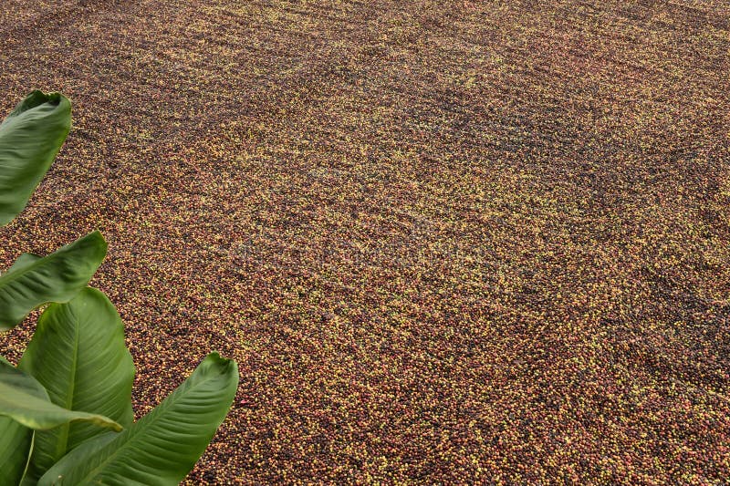 Drying Red Berries Coffee in the Sun Stock Image - Image of fruit, leaf ...