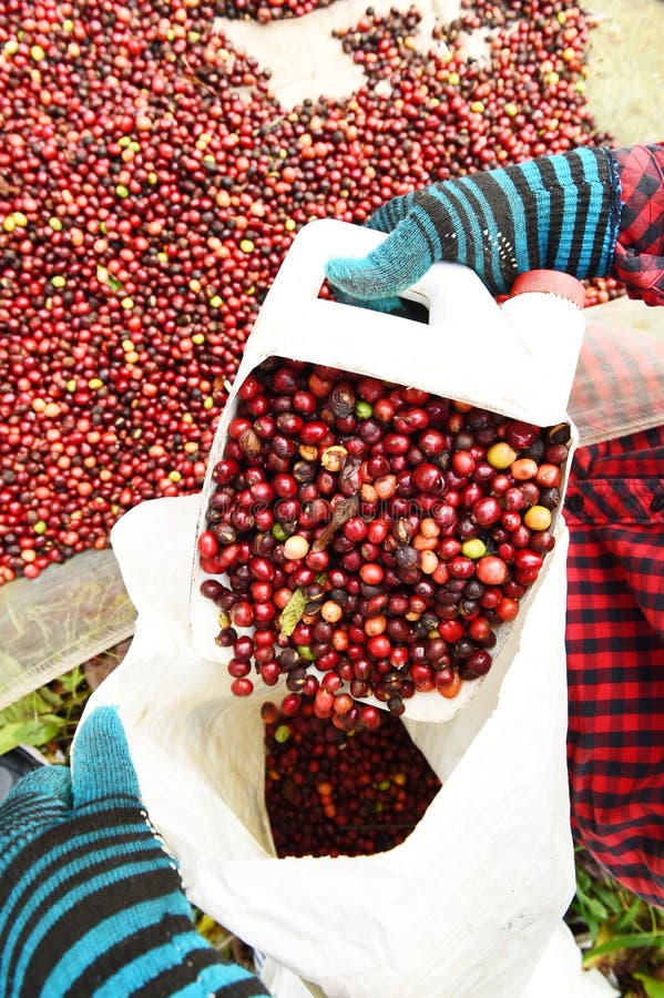Drying Red Berries Coffee in the Sun Stock Image - Image of harvest ...