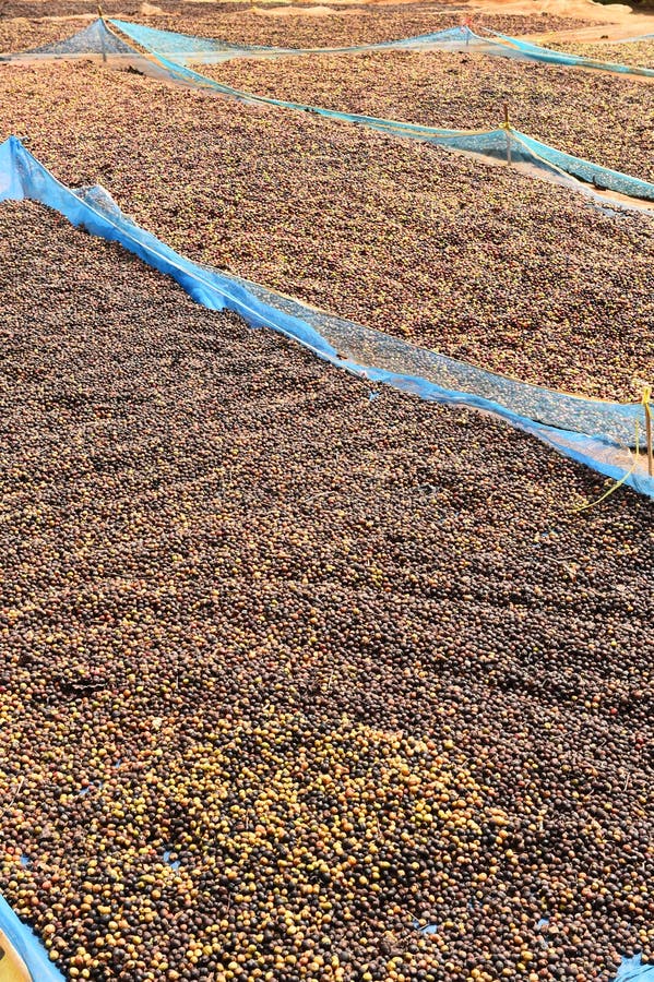 Drying Red Berries Coffee in the Sun Stock Image - Image of grow, leaf ...