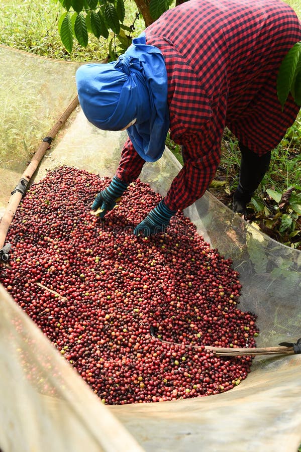 Drying Red Berries Coffee in the Sun Stock Image - Image of farmer ...