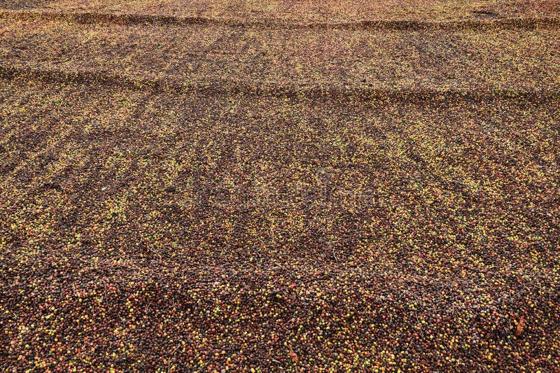 Drying Red Berries Coffee in the Sun Stock Image - Image of branch ...