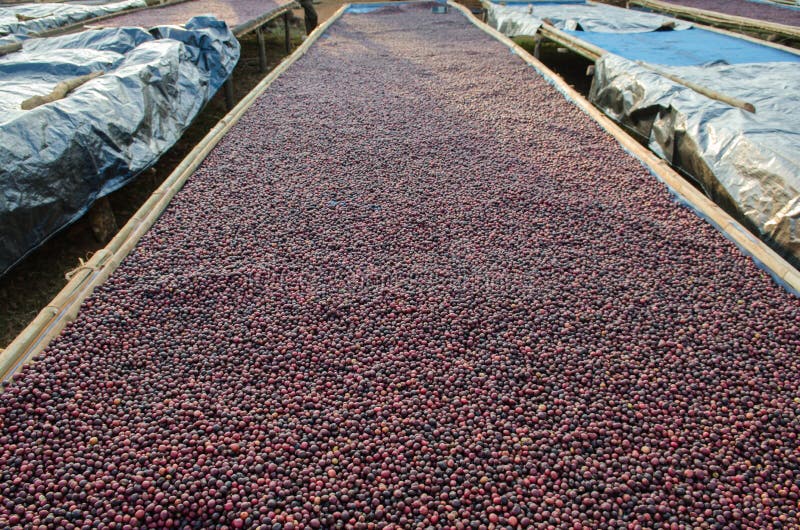 Drying red coffee berries stock image. Image of ripe - 38304113