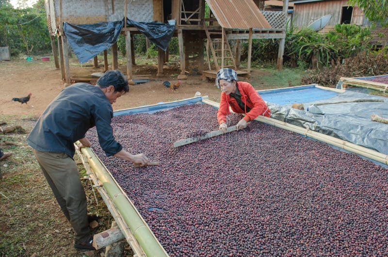 Drying red coffee berries editorial image. Image of harvest - 38315235