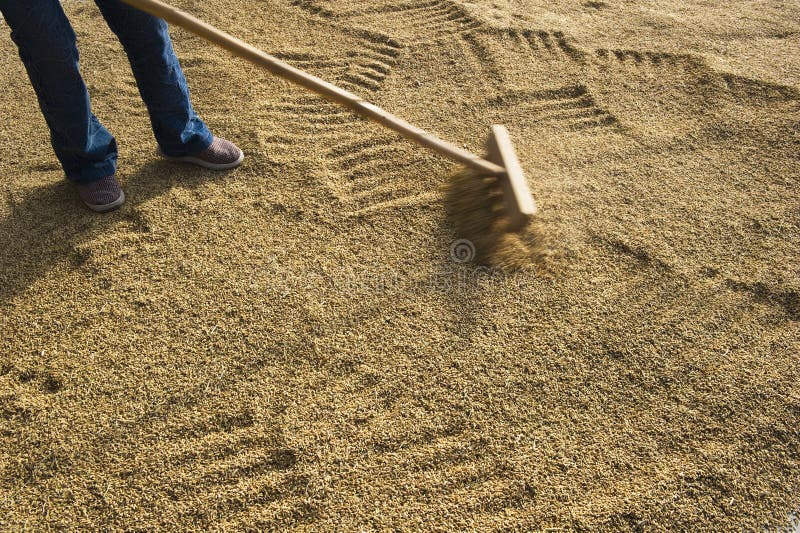 Drying rice stock image. Image of farmers, rice, plow - 17070737