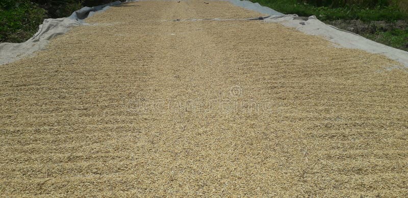 Drying Rice in the Afternoon after Harvest Stock Image - Image of ...