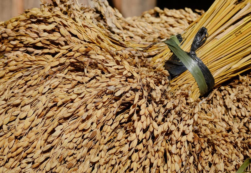 Drying rice stock photo. Image of season, province, green - 73790108