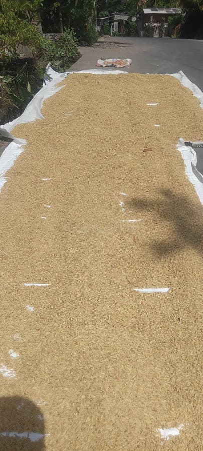 Sun-drying Rice Stalks at Yoysuya Rice Terrace Stock Photo - Image of ...