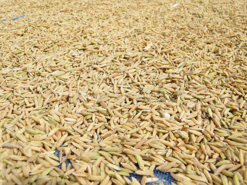 Dry yellow rice in stock photo. Image of floor, place - 80467910