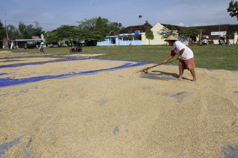 Dry land editorial photo. Image of java, farmers, season - 45372896