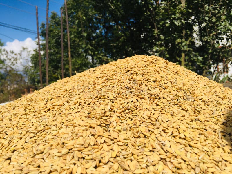Drying of the Rice Grain in the Sunlight after Harvest Stock Photo ...